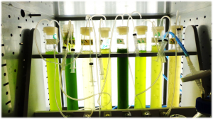 GreenCoLab Publications - ORIGINAL article in Front. Plant Sci.