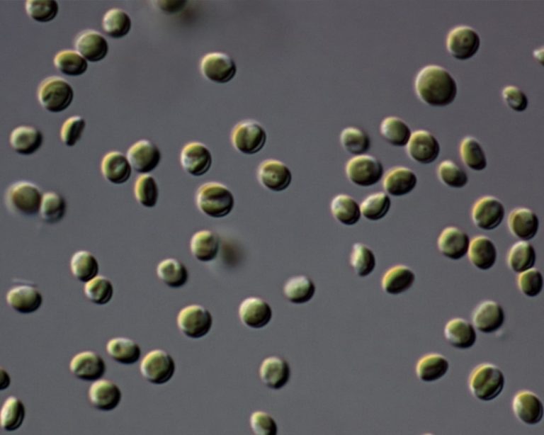 Joining the Pieces in Algal Biotechnology - GreenCoLab