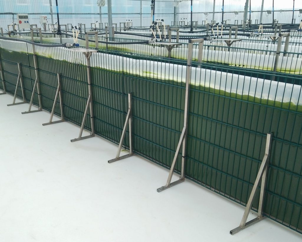 GreenCoLab WHY ALGAE - Our Nature and Science Behind Algae World