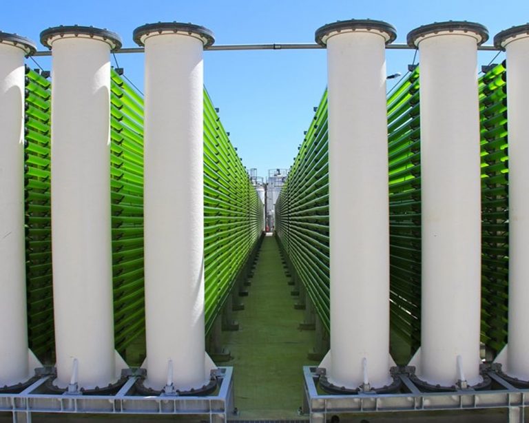 GreenCoLab WHY ALGAE - Our Nature and Science Behind Algae World