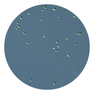 GreenCoLab Publications - Article in Sustainable Chemistry and Pharmacy