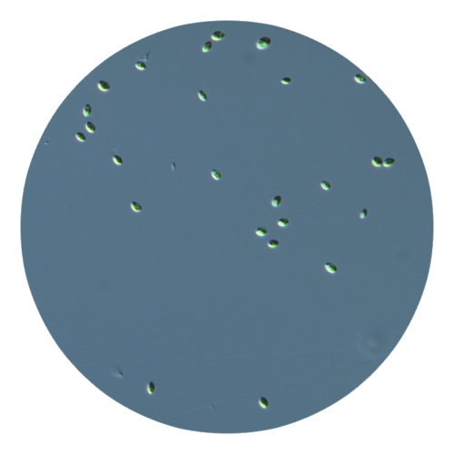 GreenCoLab Publications - Article in Sustainable Chemistry and Pharmacy