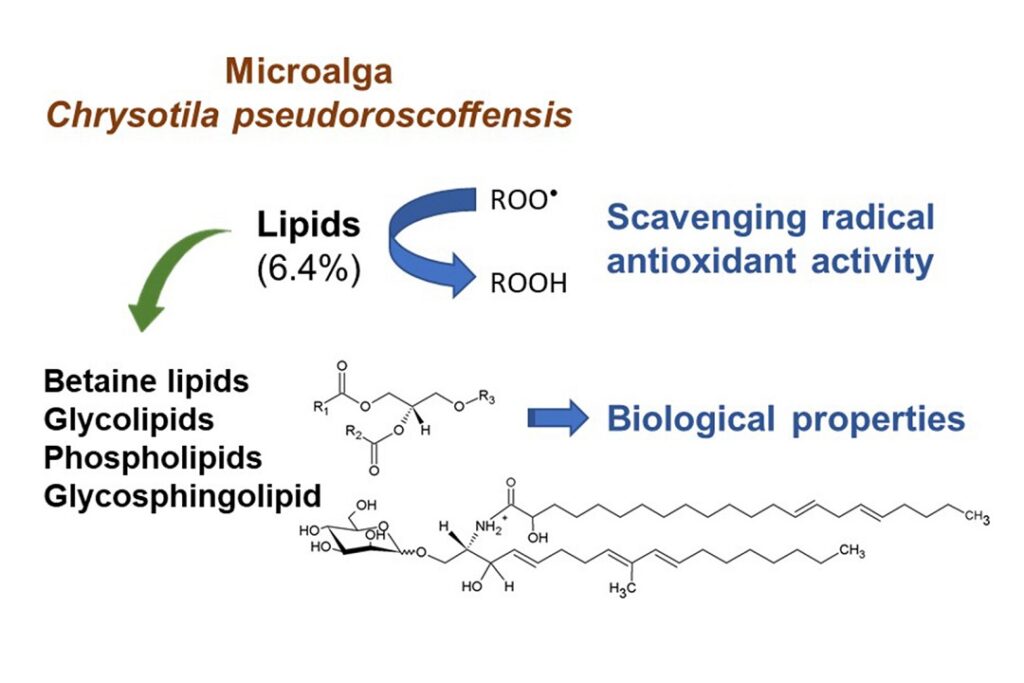 GreenCoLab Publications - ORIGINAL Article in Algal Research